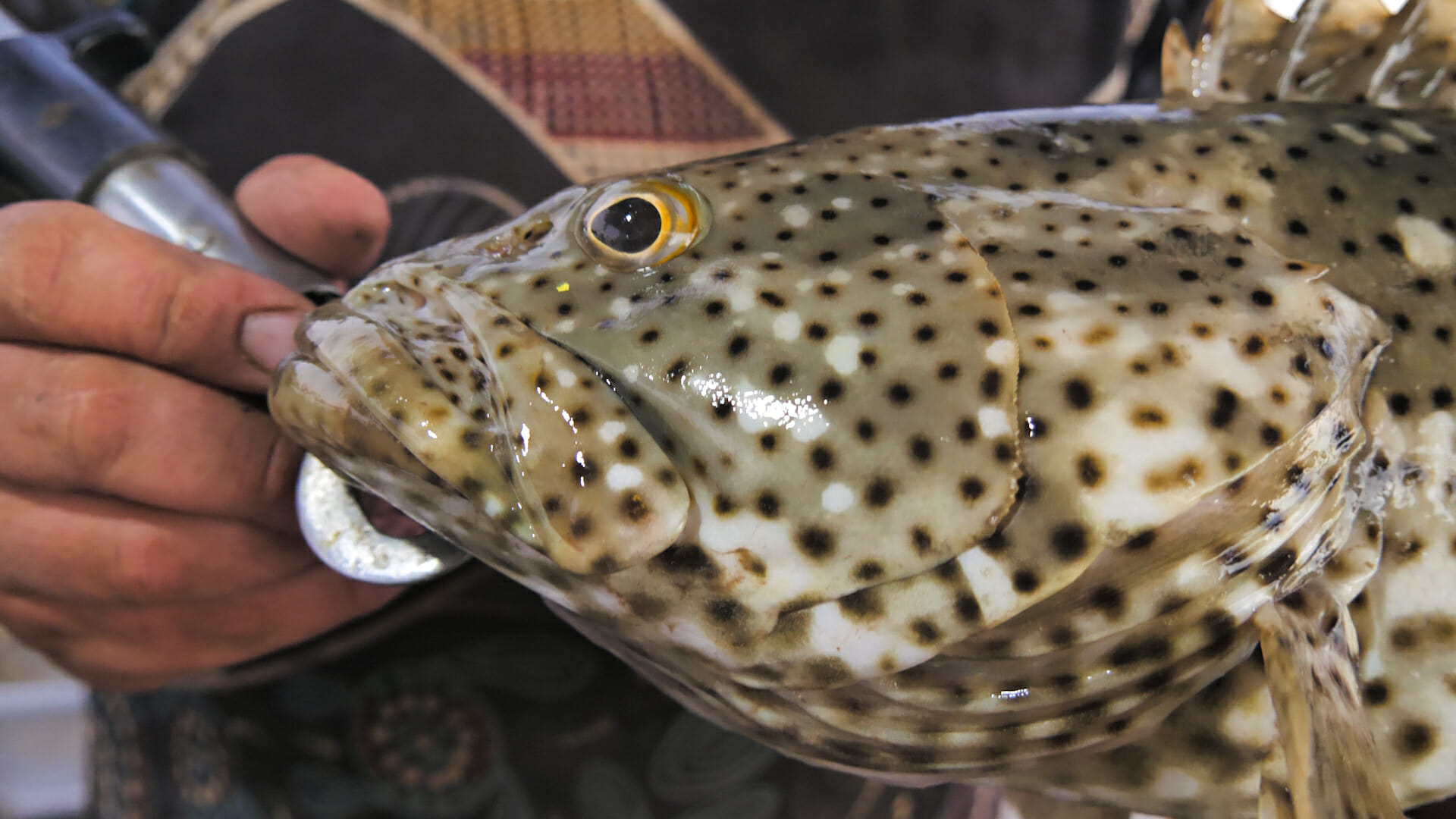 The Codfather – “The Gulf” Part 2 – Mikey Cunningham